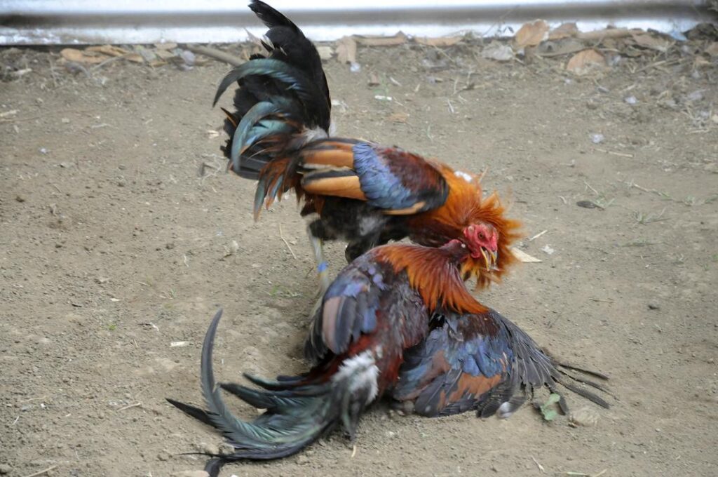 Judi Slot Online, Sabung Ayam, Fasilitas Terbaik – Judi Online Resmi